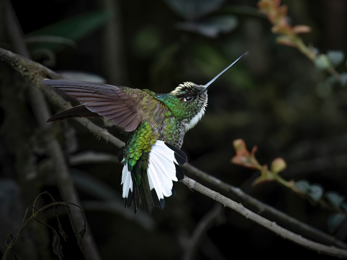 Collared Inca - Coeligena torquata - Birds of the World