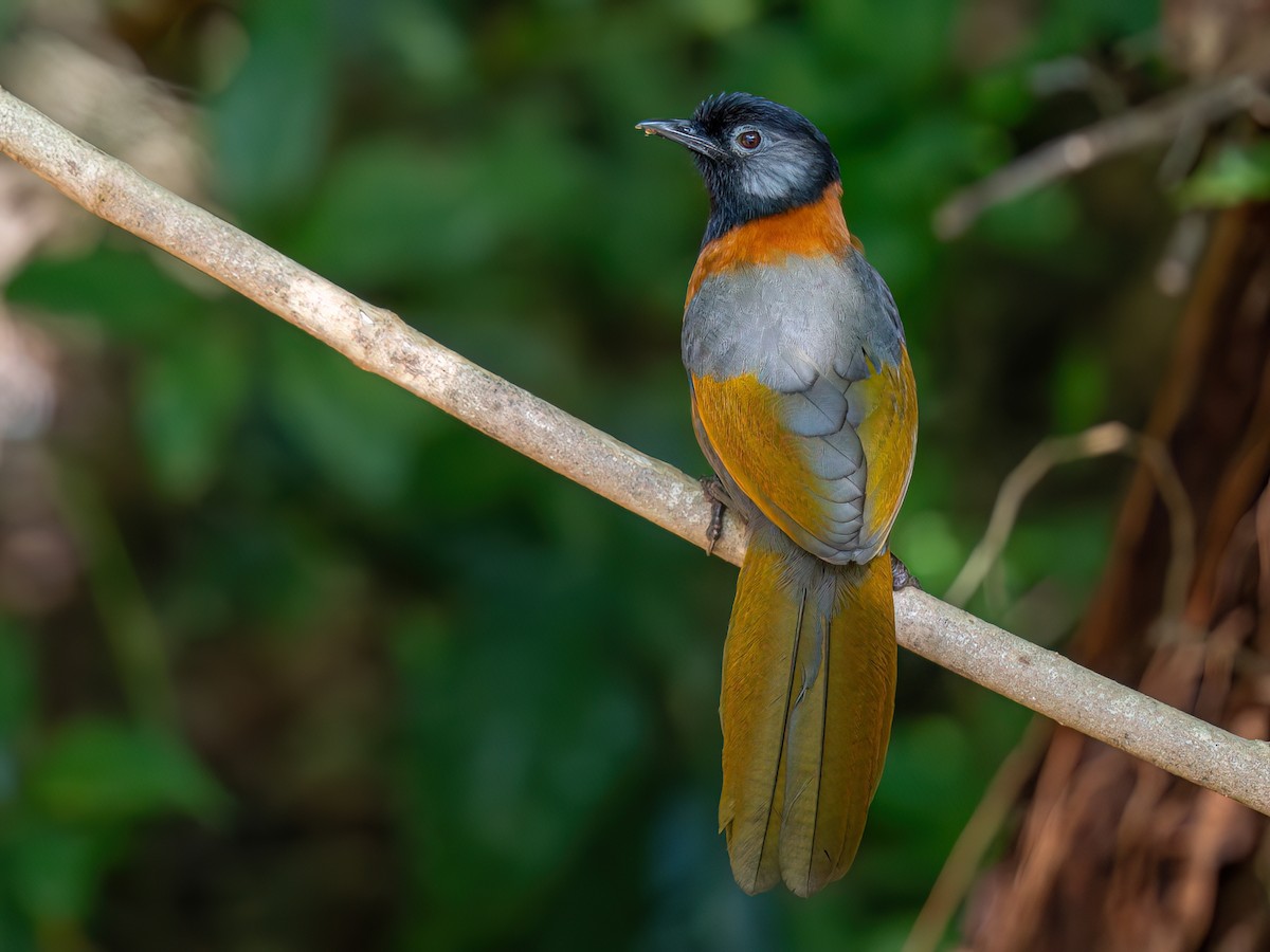 Collared Laughingthrush - Trochalopteron yersini - Birds of the World