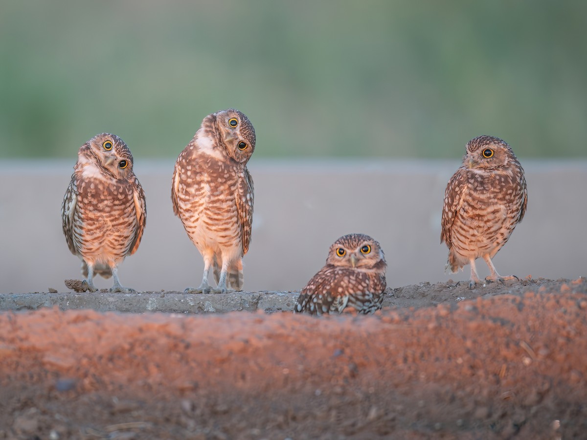 Burrowing Owl - Athene cunicularia - Birds of the World