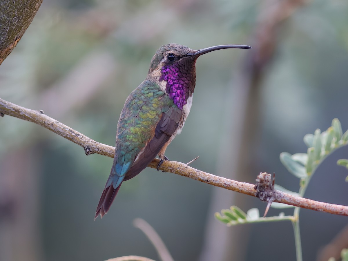 Lucifer Hummingbird Hummingbird Identification: An Illustrated Guide