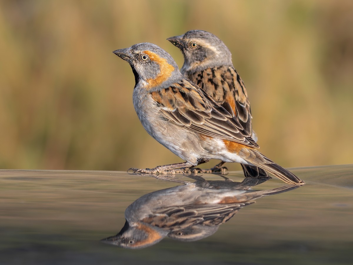 Kenya Rufous Sparrow - Passer rufocinctus - Birds of the World
