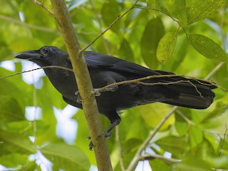 Sulawesi Crow - eBird