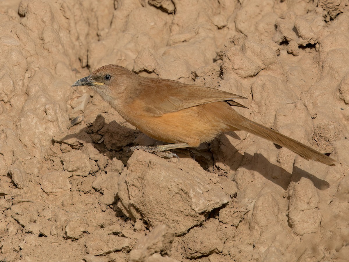 Fulvous Chatterer - Argya fulva - Birds of the World