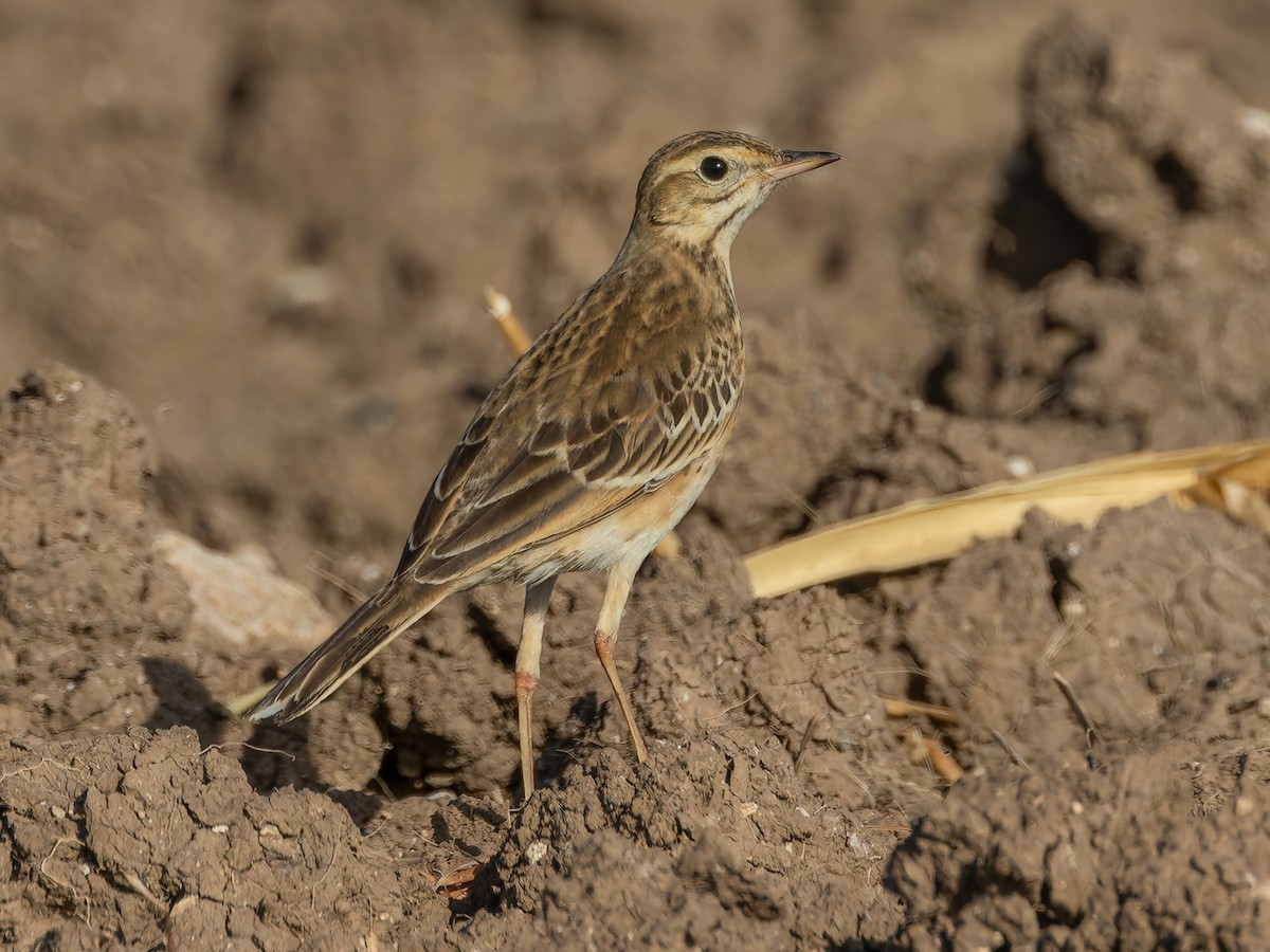 Richard's Pipit - Anthus richardi - Birds of the World