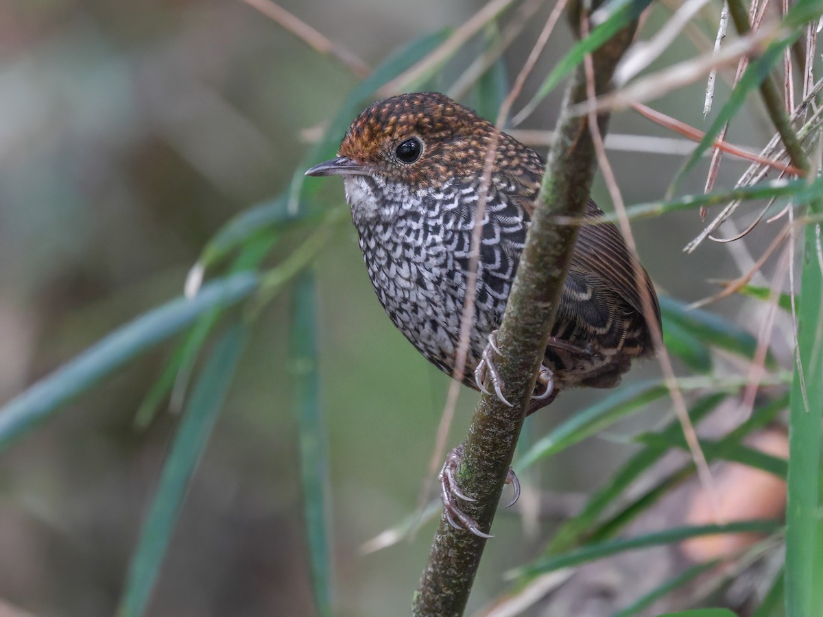 Taiwan Cupwing - Pnoepyga formosana - Birds of the World