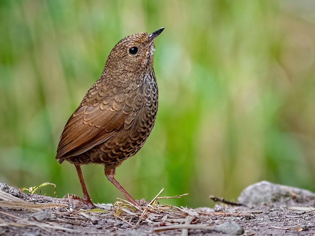 Immaculate Cupwing - Pnoepyga immaculata - Birds of the World