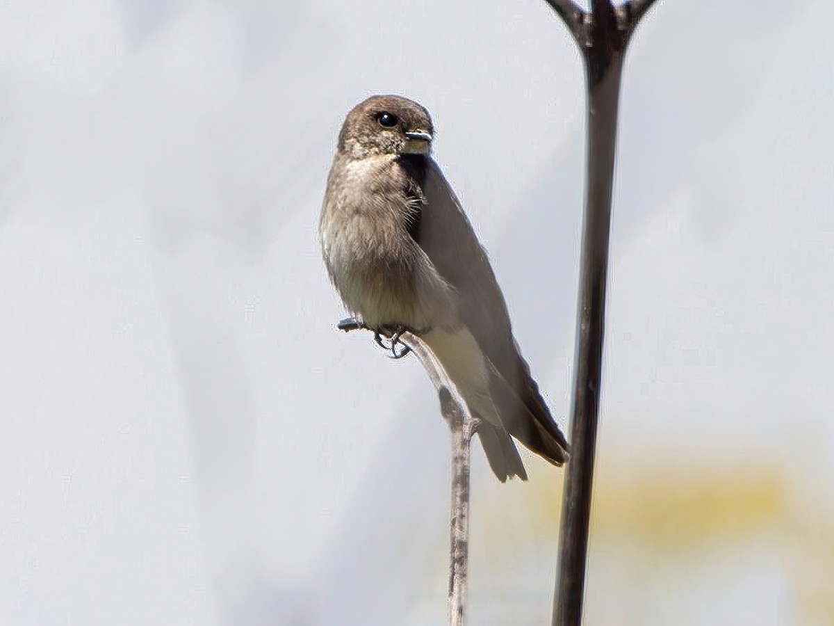 Madagascar Martin - Riparia cowani - Birds of the World