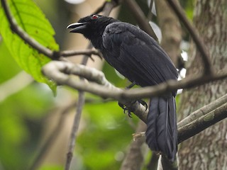Bornean Black Magpie - eBird