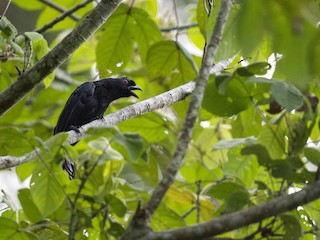 Urraca negra de Borneo - eBird