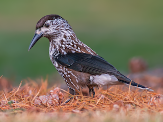Northern Nutcracker - eBird