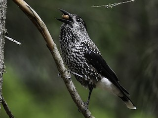 Northern Nutcracker - eBird