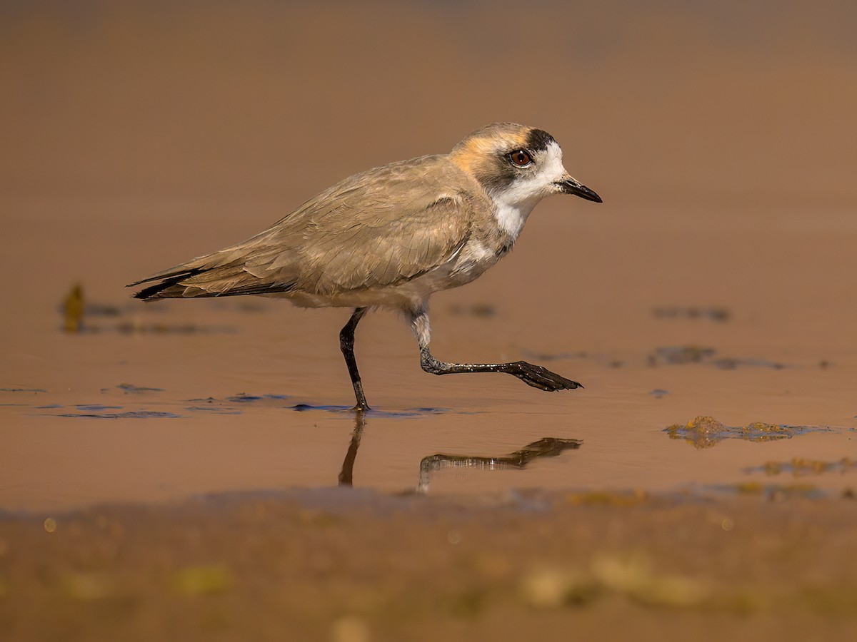 Puna Plover - Anarhynchus alticola - Birds of the World