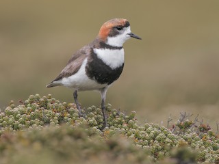 Two-banded Plover - Anarhynchus falklandicus - Birds of the World