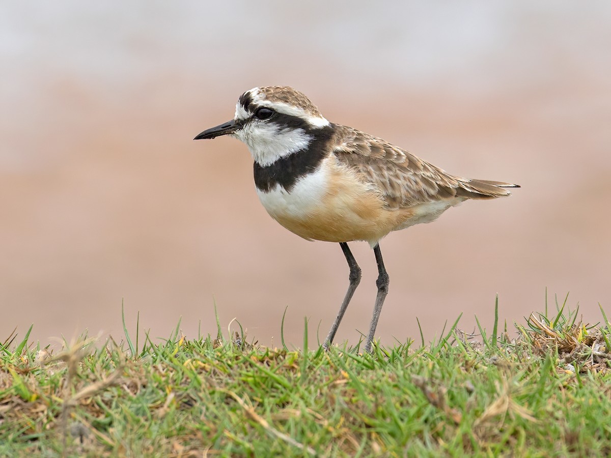Madagascar Plover - Anarhynchus thoracicus - Birds of the World