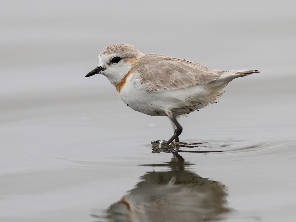 Chestnut-banded Plover - Anarhynchus pallidus - Birds of the World