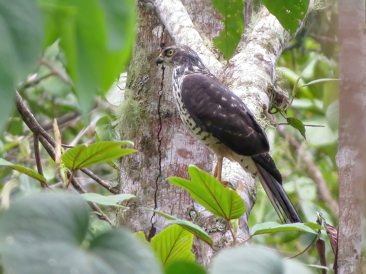 Black-mantled Goshawk - Tachyspiza melanochlamys - Birds of the World