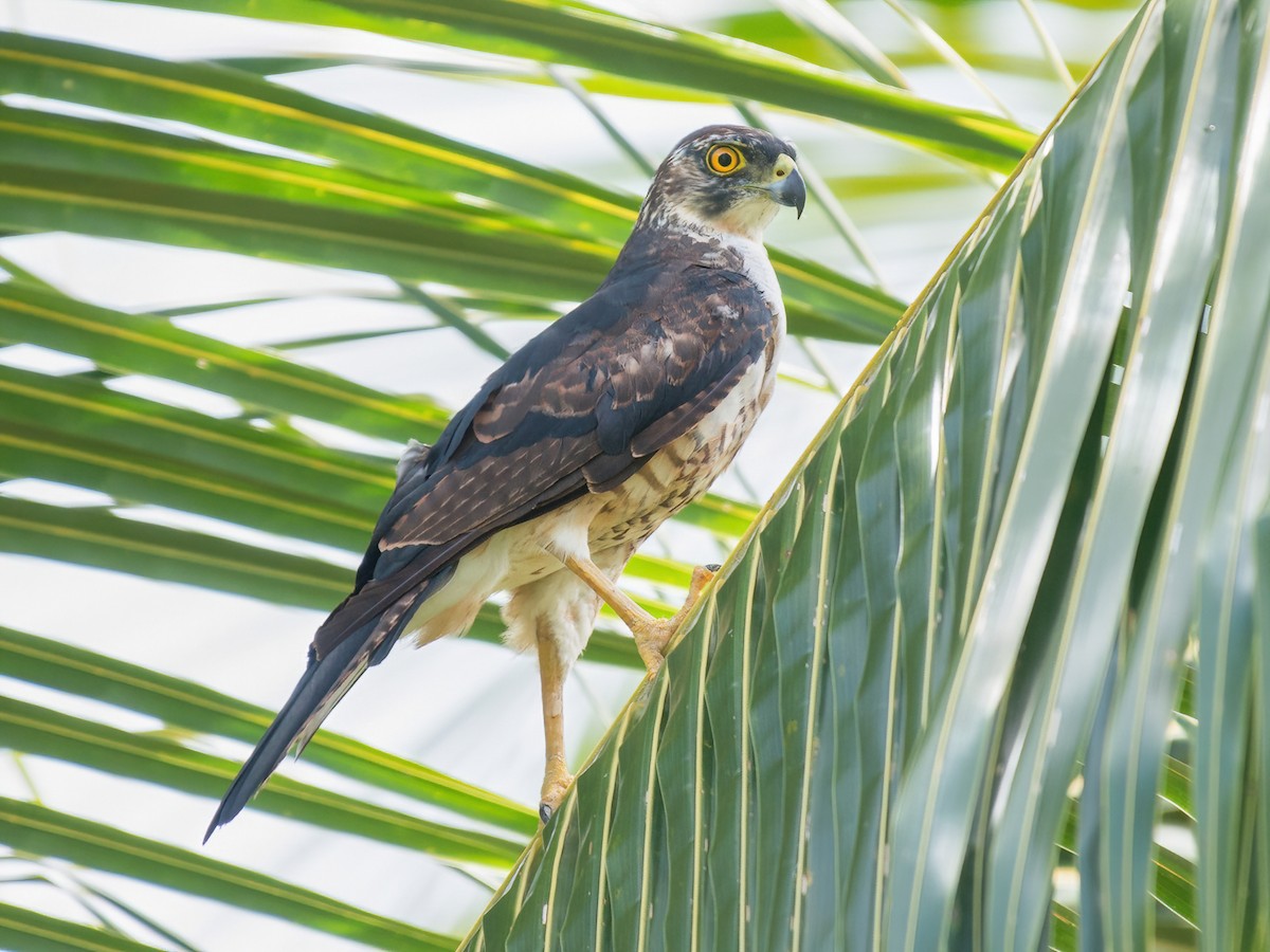 Pied Goshawk - Tachyspiza albogularis - Birds of the World
