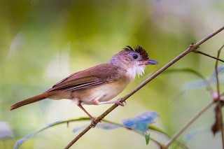 Scaly-crowned Babbler - Malacopteron cinereum - Birds of the World