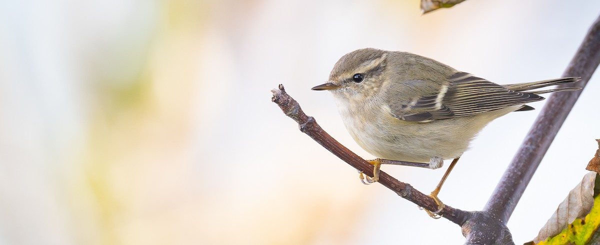 Birds of the World - Cornell Lab of Ornithology