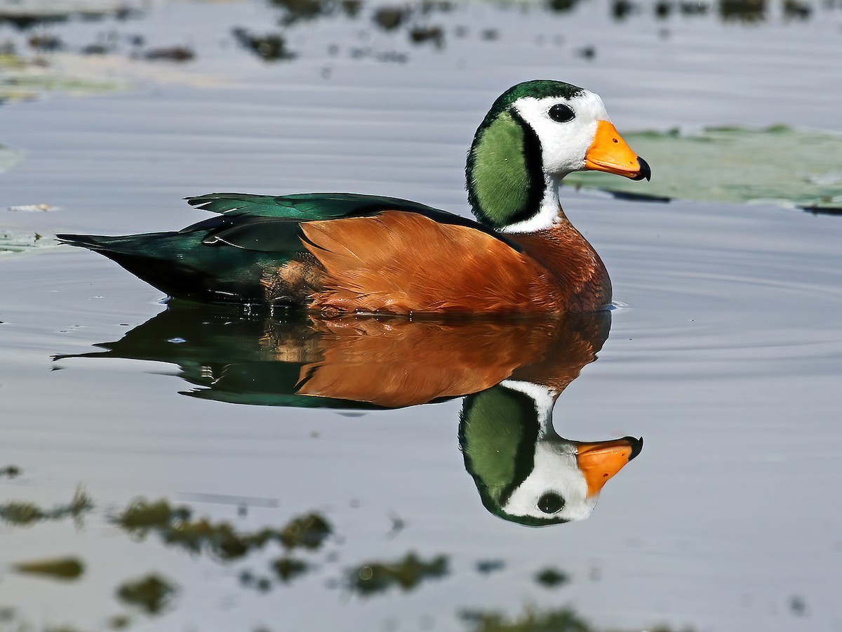 African Pygmy-Goose - Nettapus auritus - Birds of the World