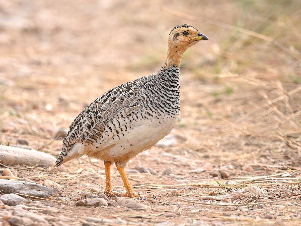 Coqui Francolin - Campocolinus coqui - Birds of the World