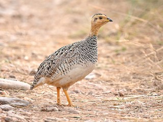 Coqui Francolin - Campocolinus coqui - Birds of the World