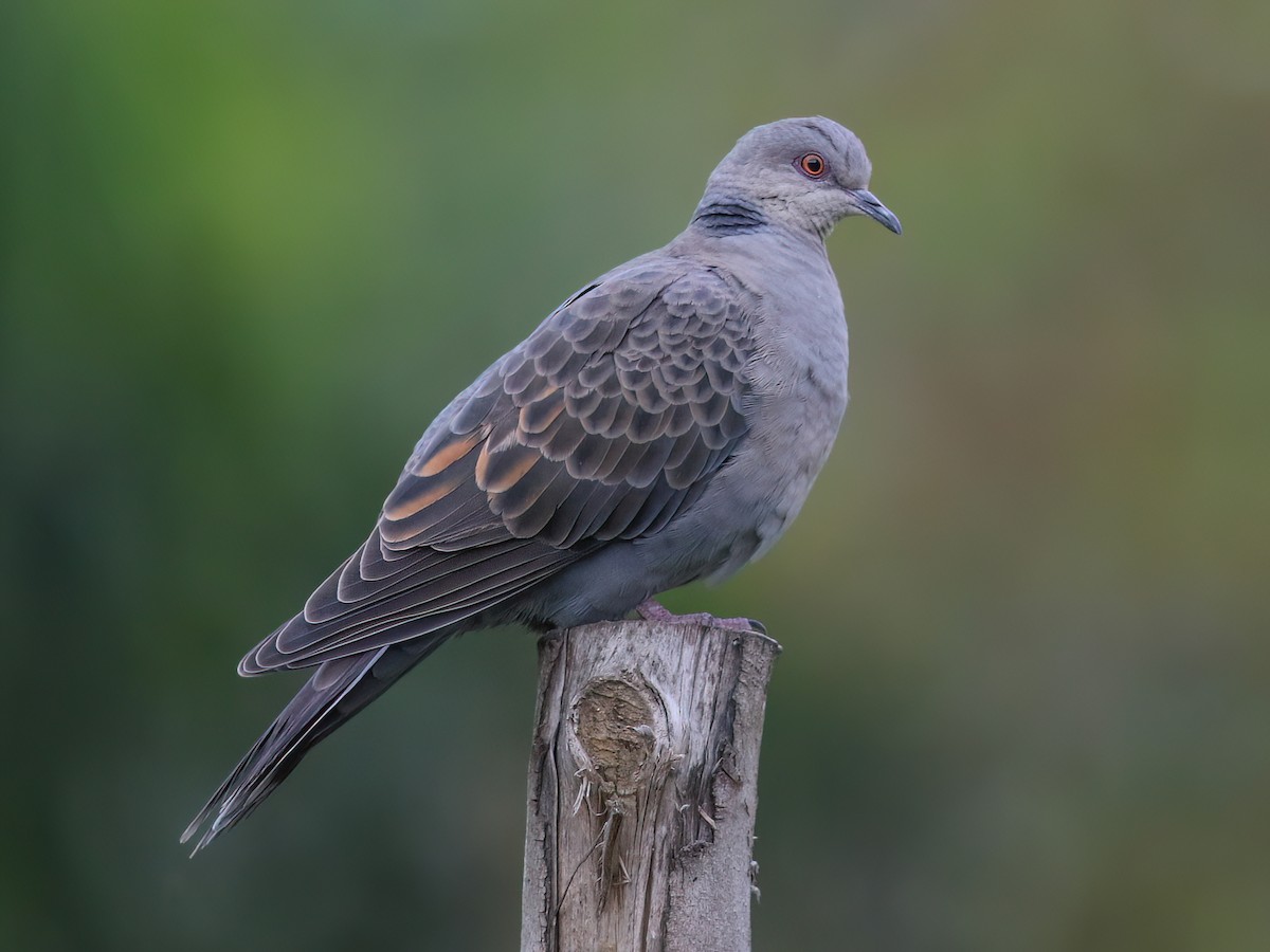 Dusky Turtle-Dove - Streptopelia lugens - Birds of the World