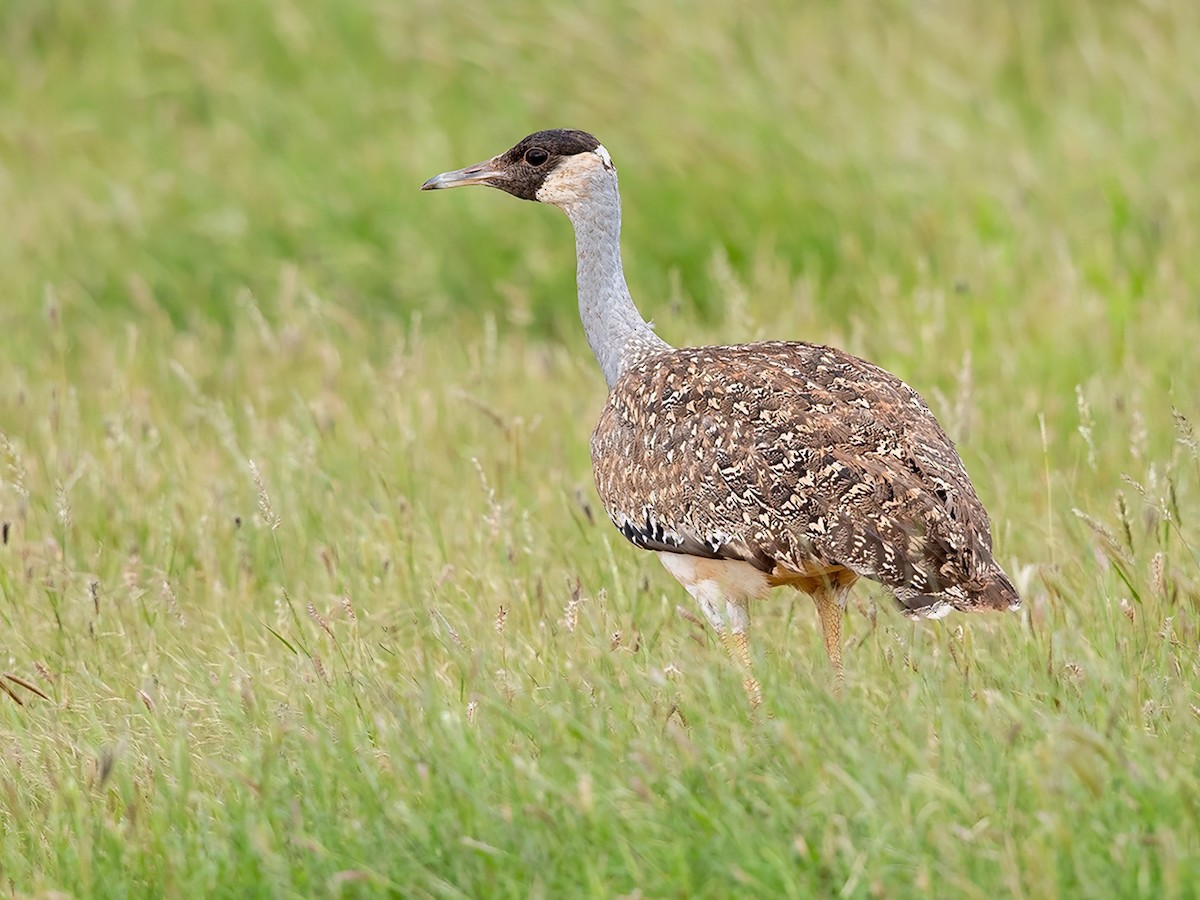 Heuglin's Bustard - Neotis heuglinii - Birds of the World