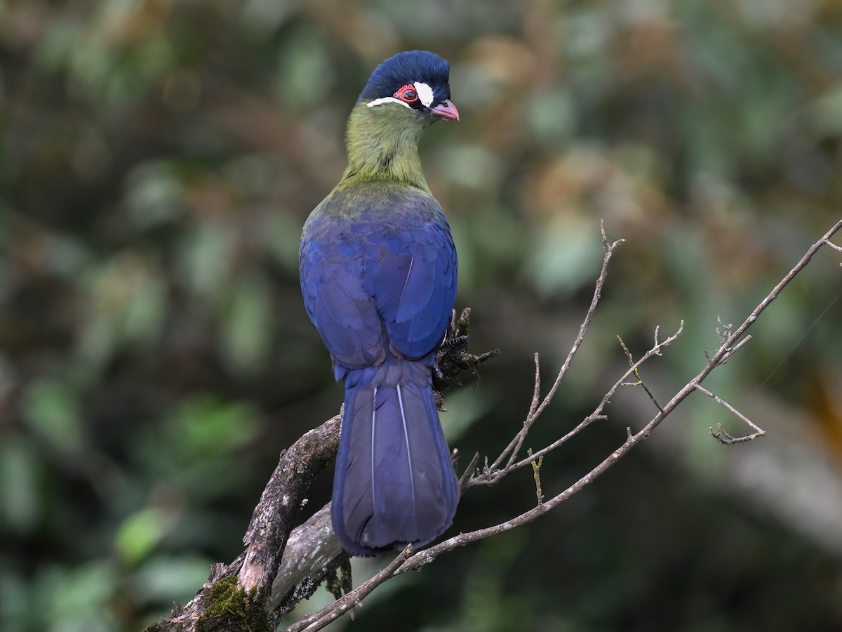 Hartlaub's Turaco - Tauraco hartlaubi - Birds of the World