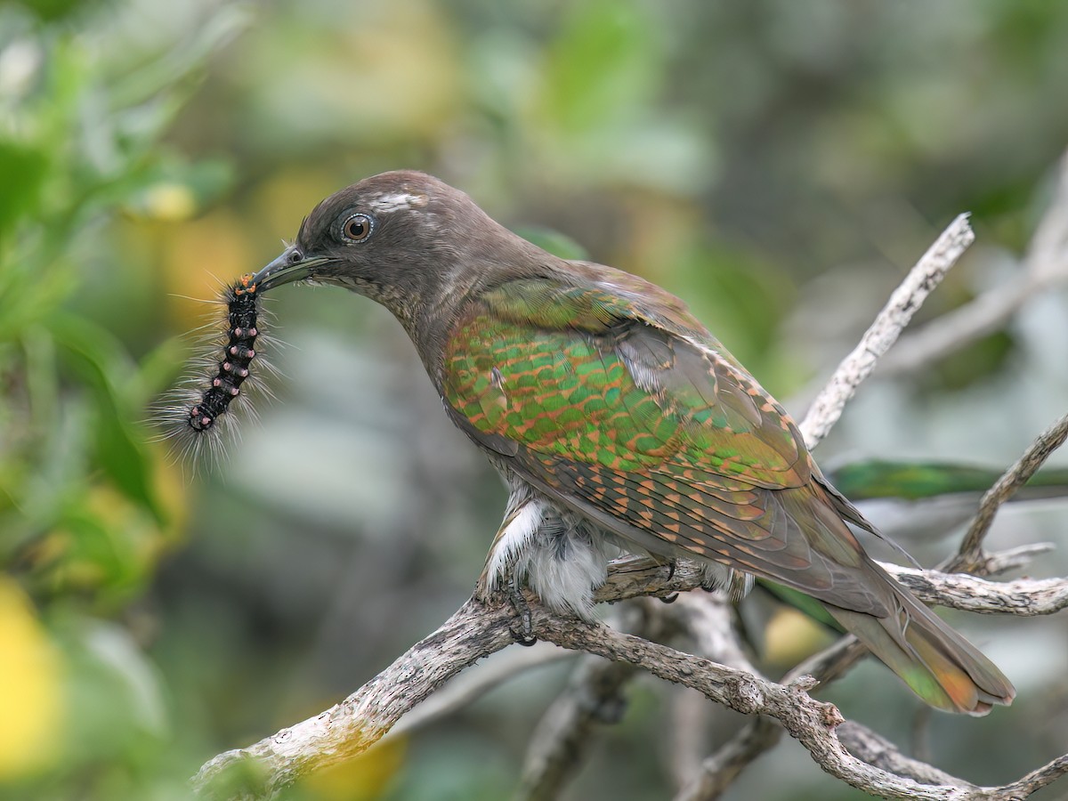 Klaas's Cuckoo - Chrysococcyx klaas - Birds of the World