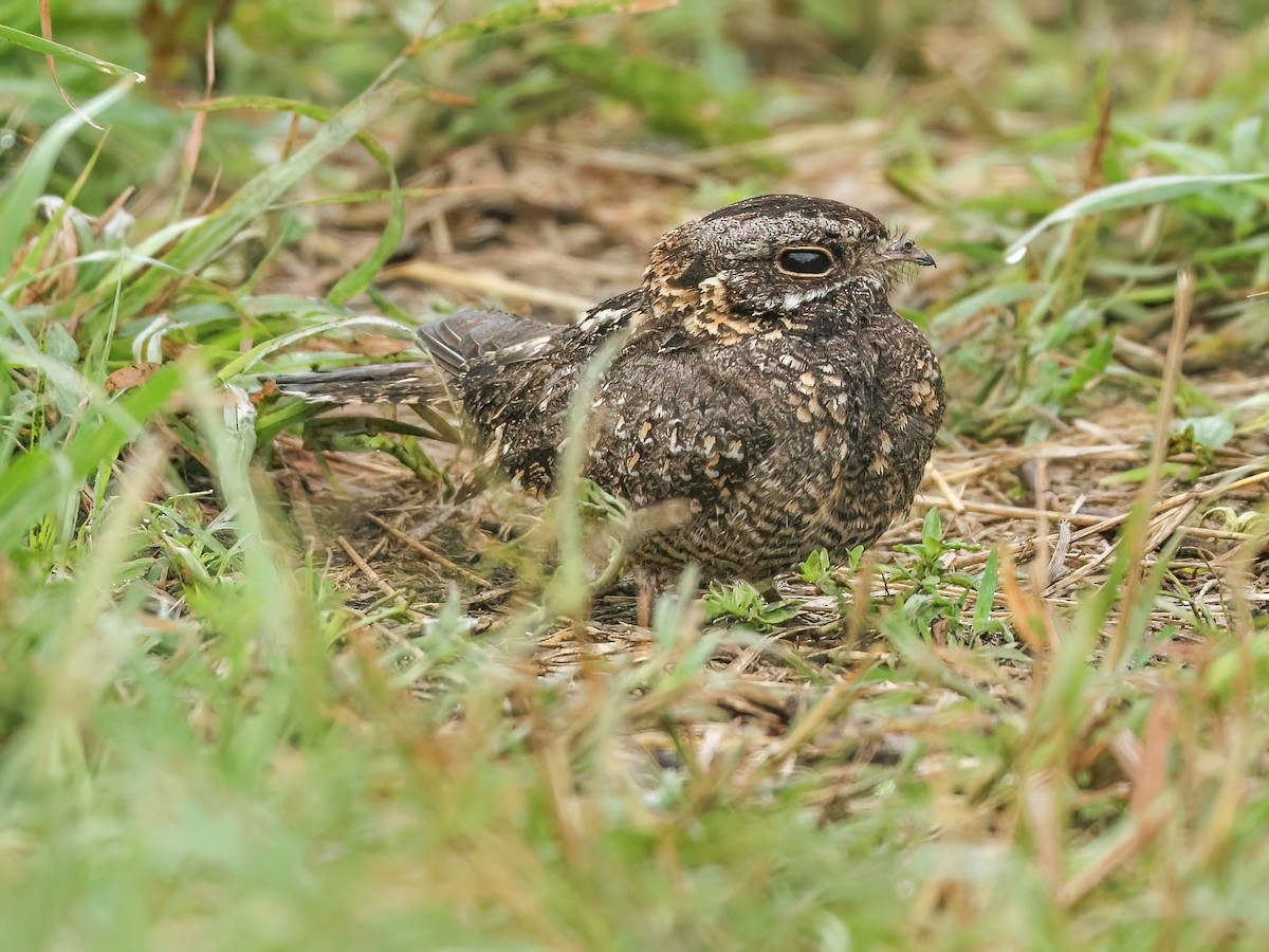 Sombre Nightjar - Caprimulgus fraenatus - Birds of the World