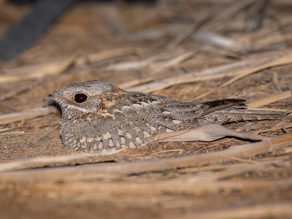 Nubian Nightjar - Caprimulgus nubicus - Birds of the World