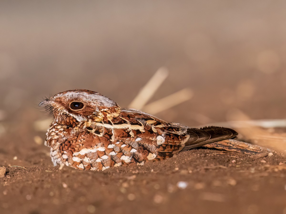 Donaldson Smith's Nightjar - Caprimulgus donaldsoni - Birds of the World