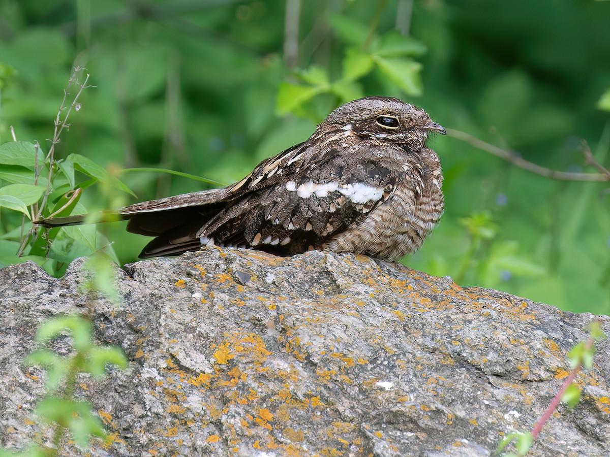 Slender-tailed Nightjar - Caprimulgus clarus - Birds of the World