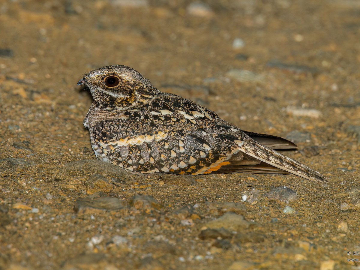 Square-tailed Nightjar - Caprimulgus fossii - Birds of the World