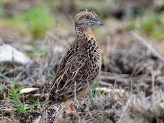 Sumba Buttonquail - eBird