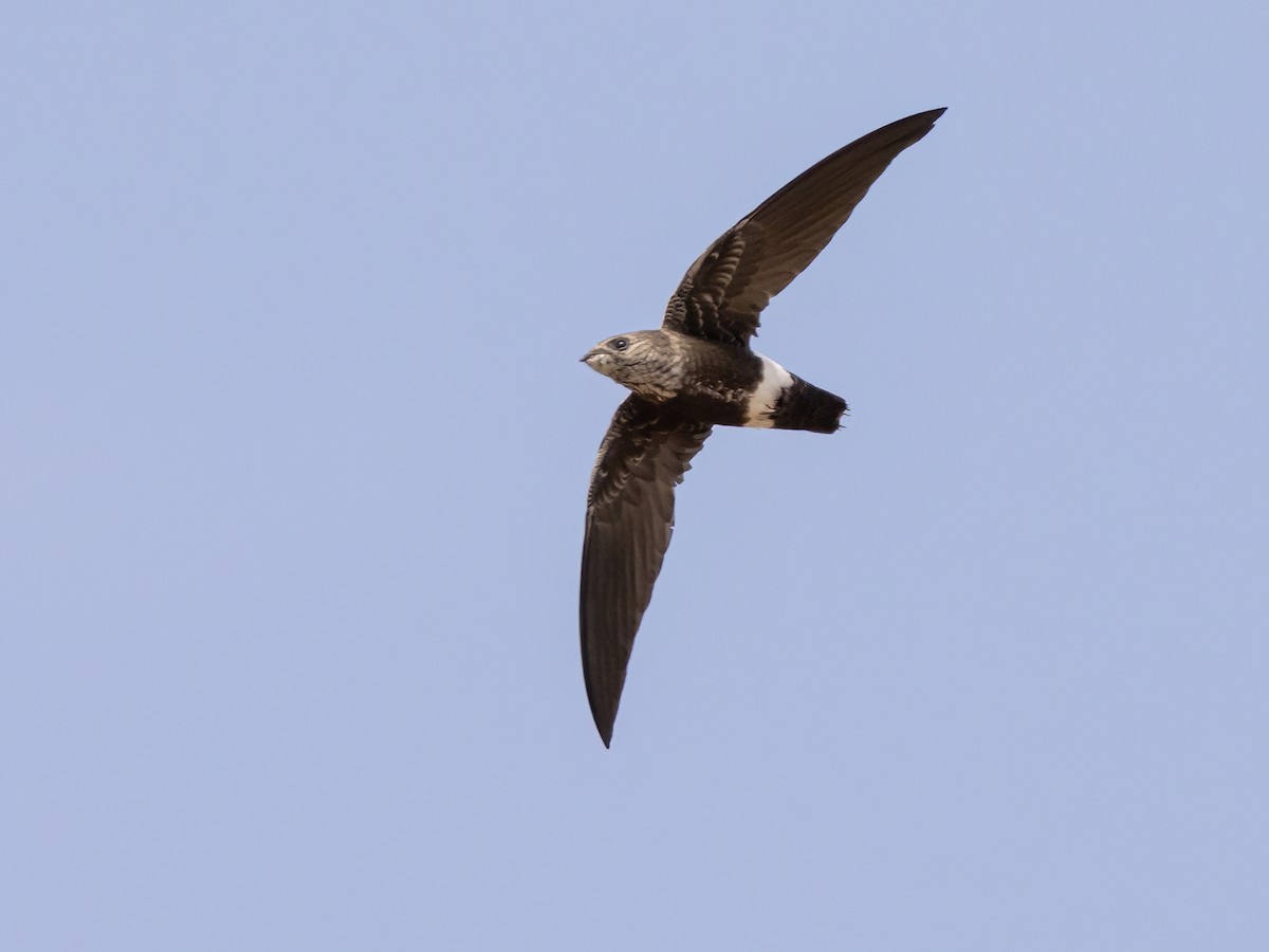 Mottled Spinetail - Telacanthura ussheri - Birds of the World