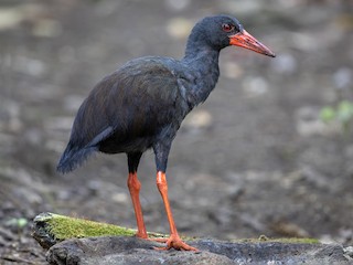 Invisible Rail - eBird