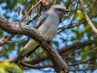 Oriental Cuckooshrike - eBird