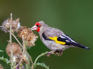 Gray-crowned Goldfinch - eBird