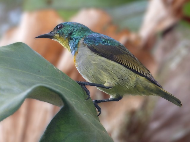Photos - Yellow-chinned Sunbird - Anthreptes rectirostris - Birds of ...