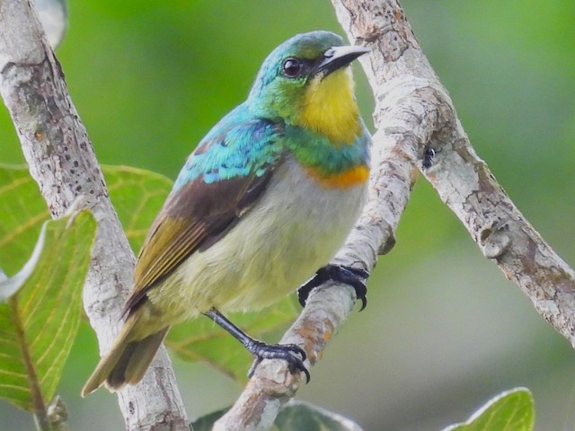 Photos - Yellow-chinned Sunbird - Anthreptes rectirostris - Birds of ...