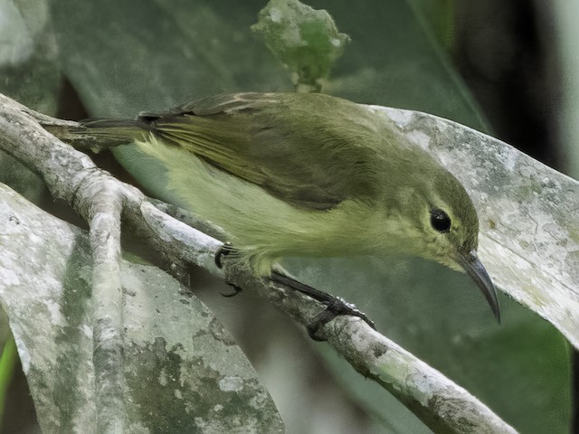 Photos - Yellow-chinned Sunbird - Anthreptes rectirostris - Birds of ...