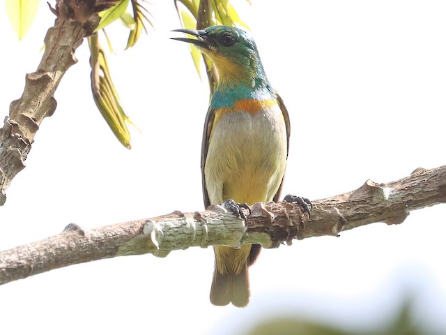 Photos - Yellow-chinned Sunbird - Anthreptes rectirostris - Birds of ...