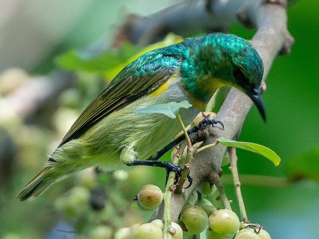 Photos - Yellow-chinned Sunbird - Anthreptes rectirostris - Birds of ...