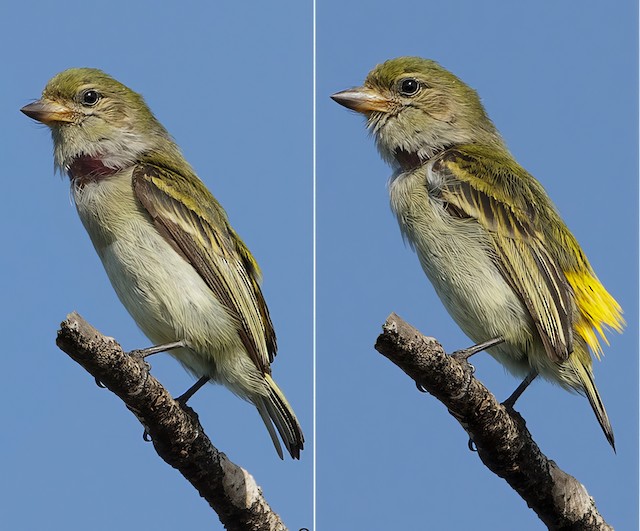 Photos - Green Tinkerbird - Pogoniulus simplex - Birds of the World