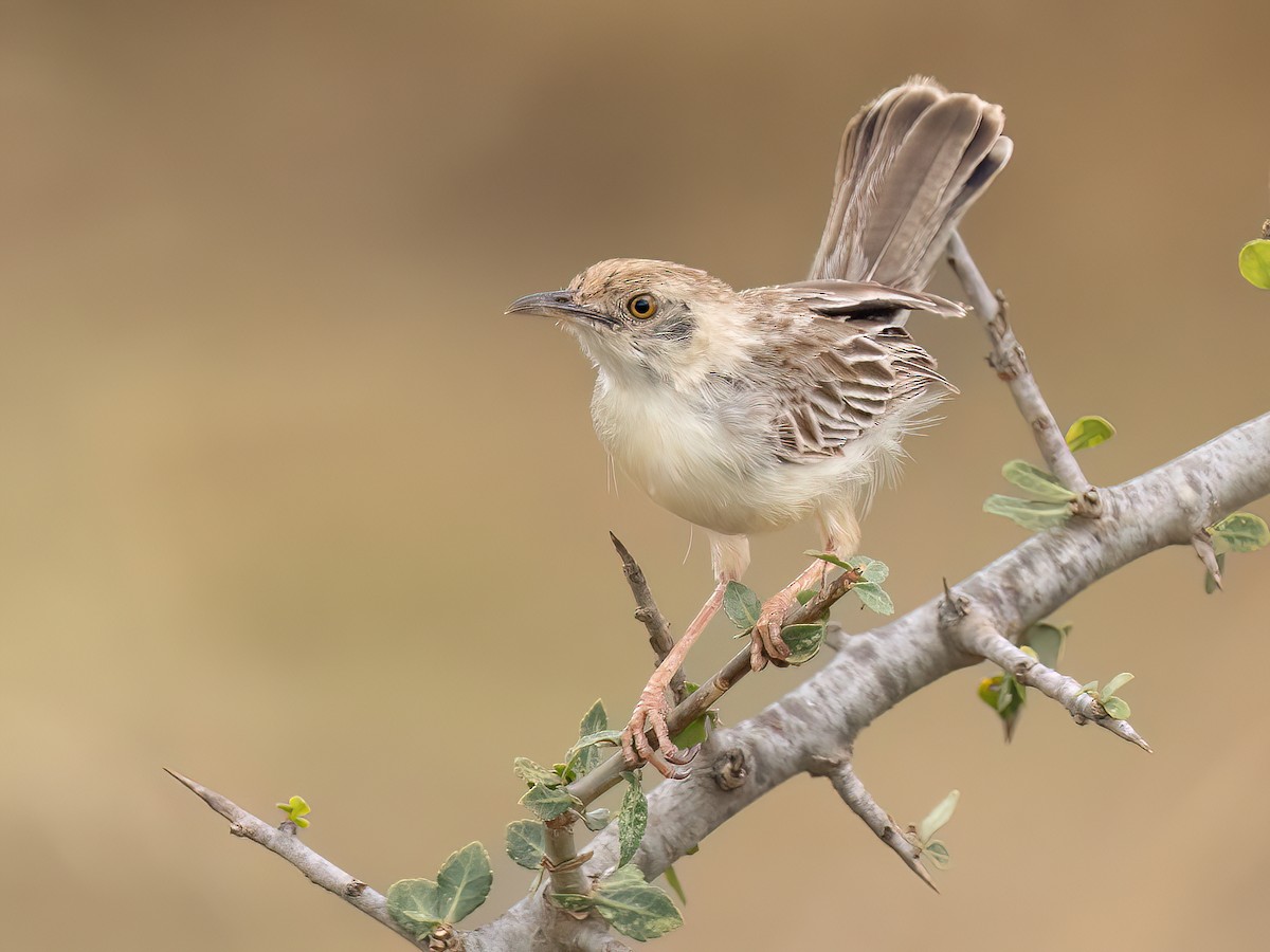 Ashy Cisticola - Cisticola cinereolus - Birds of the World