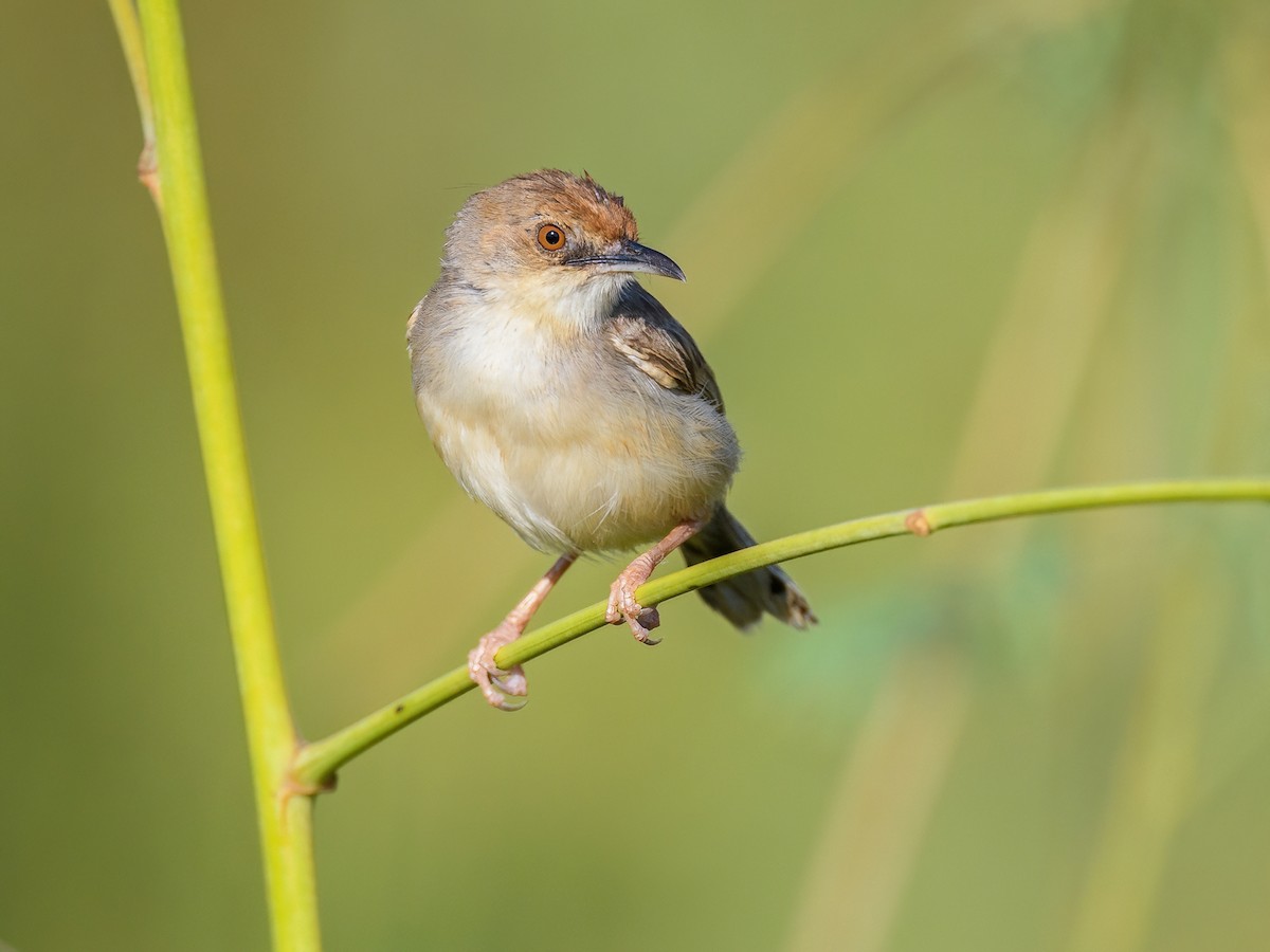 Red-pate Cisticola - Cisticola ruficeps - Birds of the World