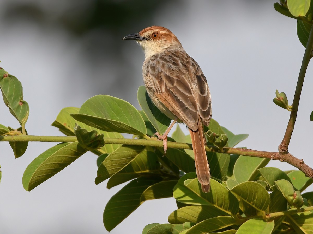 Tinkling Cisticola - Cisticola rufilatus - Birds of the World