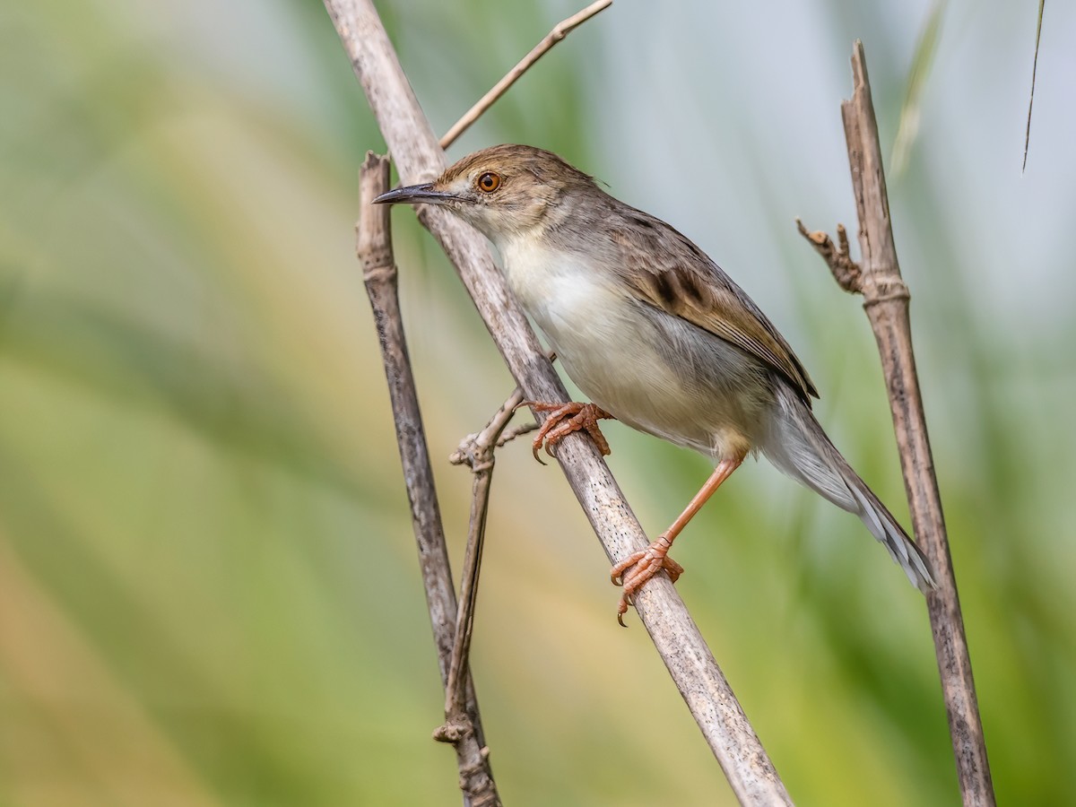 White-tailed Cisticola - Cisticola anderseni - Birds of the World